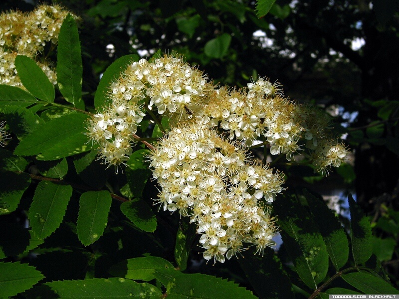 May 2007, Latvia #3 / Rowan-tree blossom 5